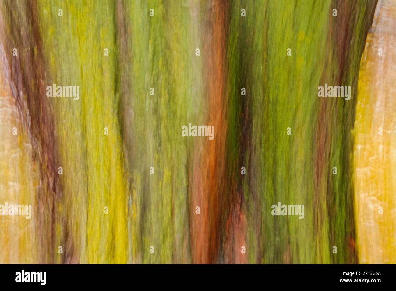 Canada, Manitoba, Winnipeg. Lichens on maple tree Stock Photo - Alamy