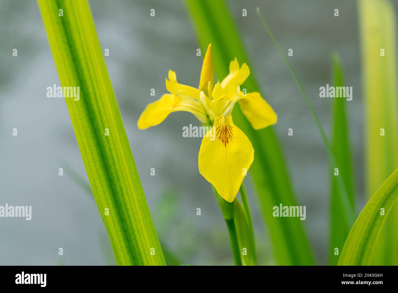 Fiume serio hi-res stock photography and images - Alamy