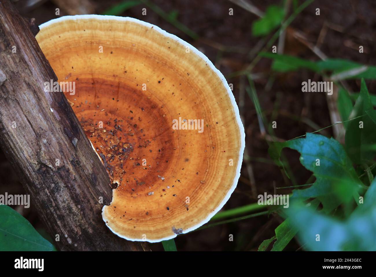 Closeup of Pycnoporus Sanguineus Wild Mushrooms Growing on Dead Timber ...