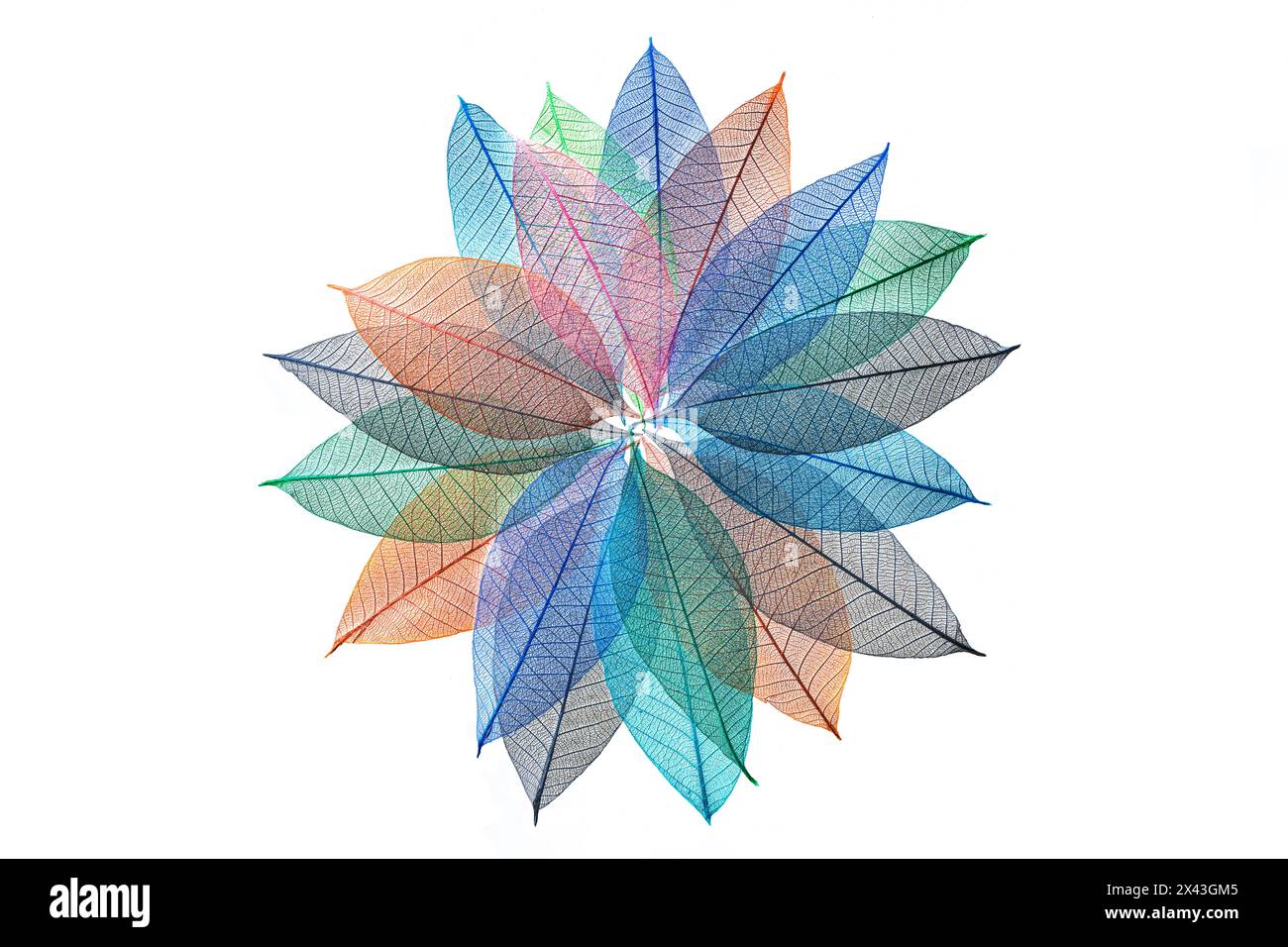 Multi-colored skeleton leaves arranged in radial pattern on white ...