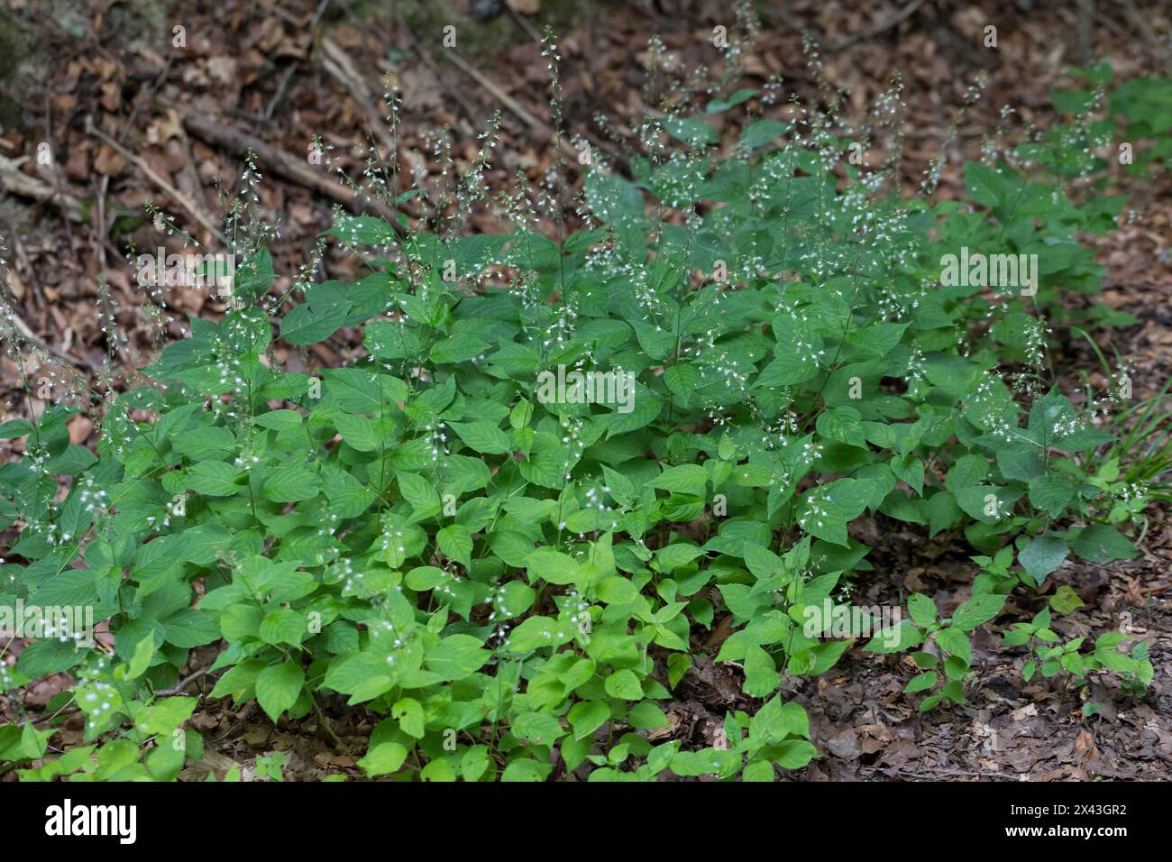 Circee de paris hi-res stock photography and images - Alamy