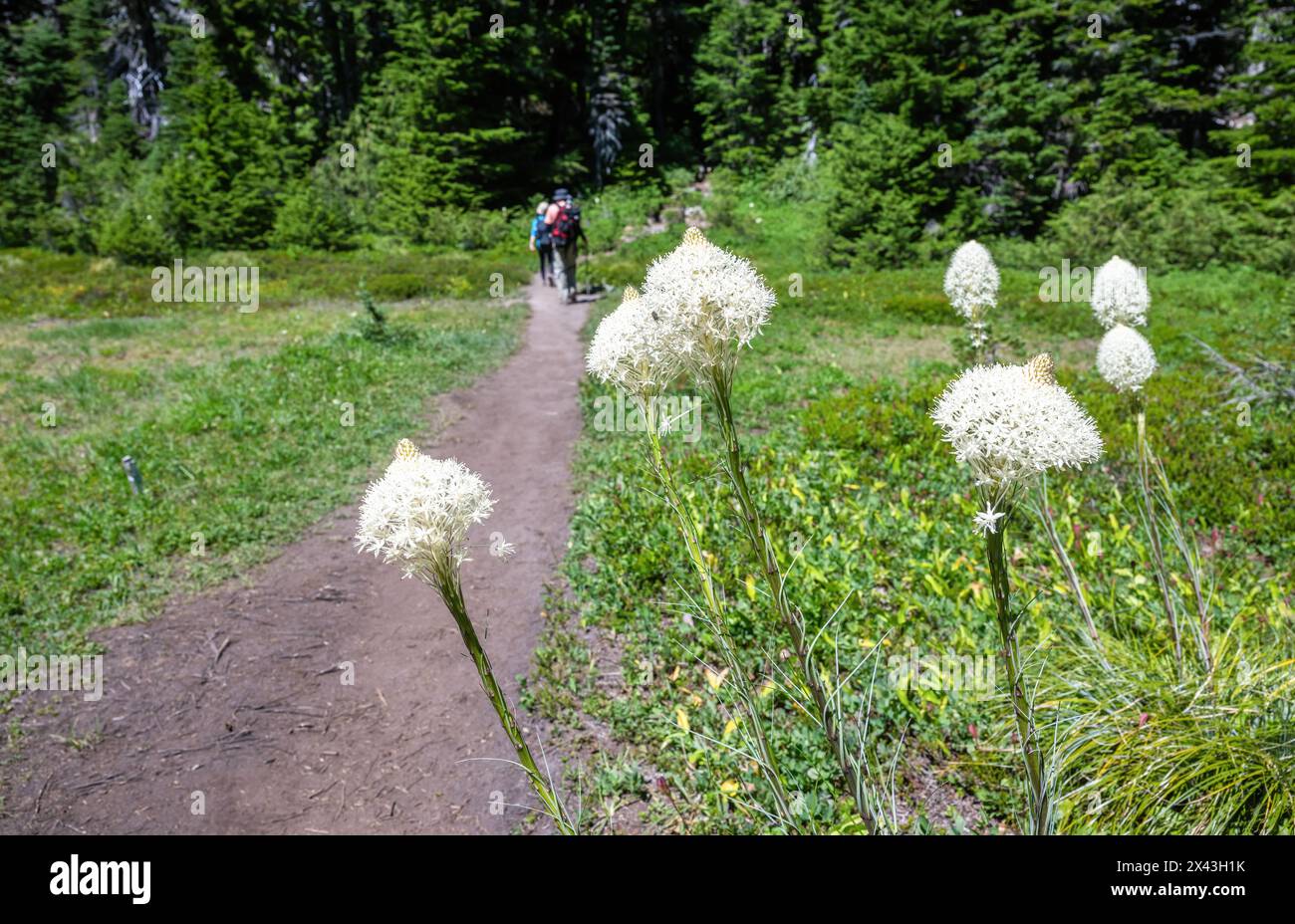 Bear Grass wildflowers (Xerophyllum tenax) in full bloom. Mount Rainier National Park ...