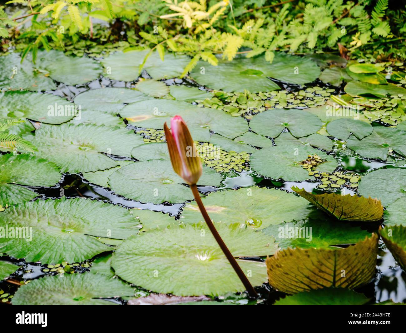 A single water lily bud stands tall among floating leaves in a serene ...