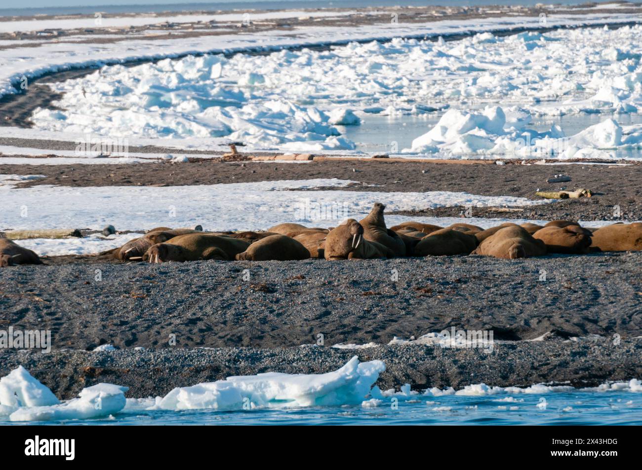 A walrus colony basks on a strip of land amid ice floe in the Arctic ...