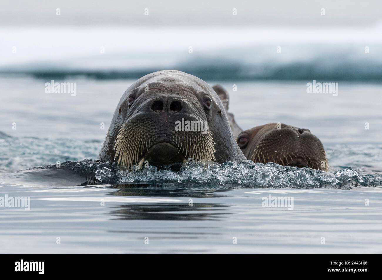 Atlantic walruses, Odobenus rosmarus, in Arctic water. Nordaustlandet ...