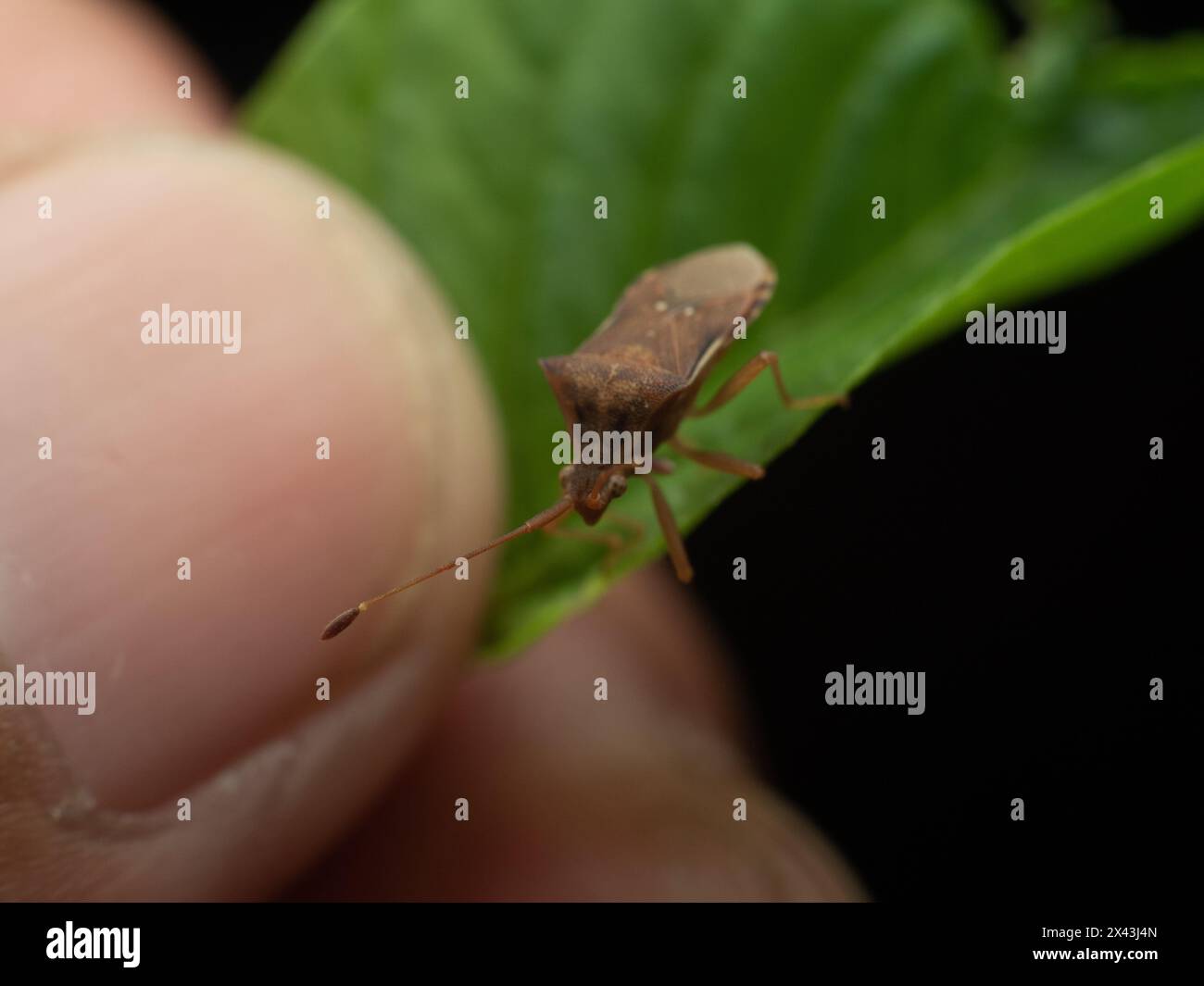 top view of a shield bug on a green lead with human finger as the size ...
