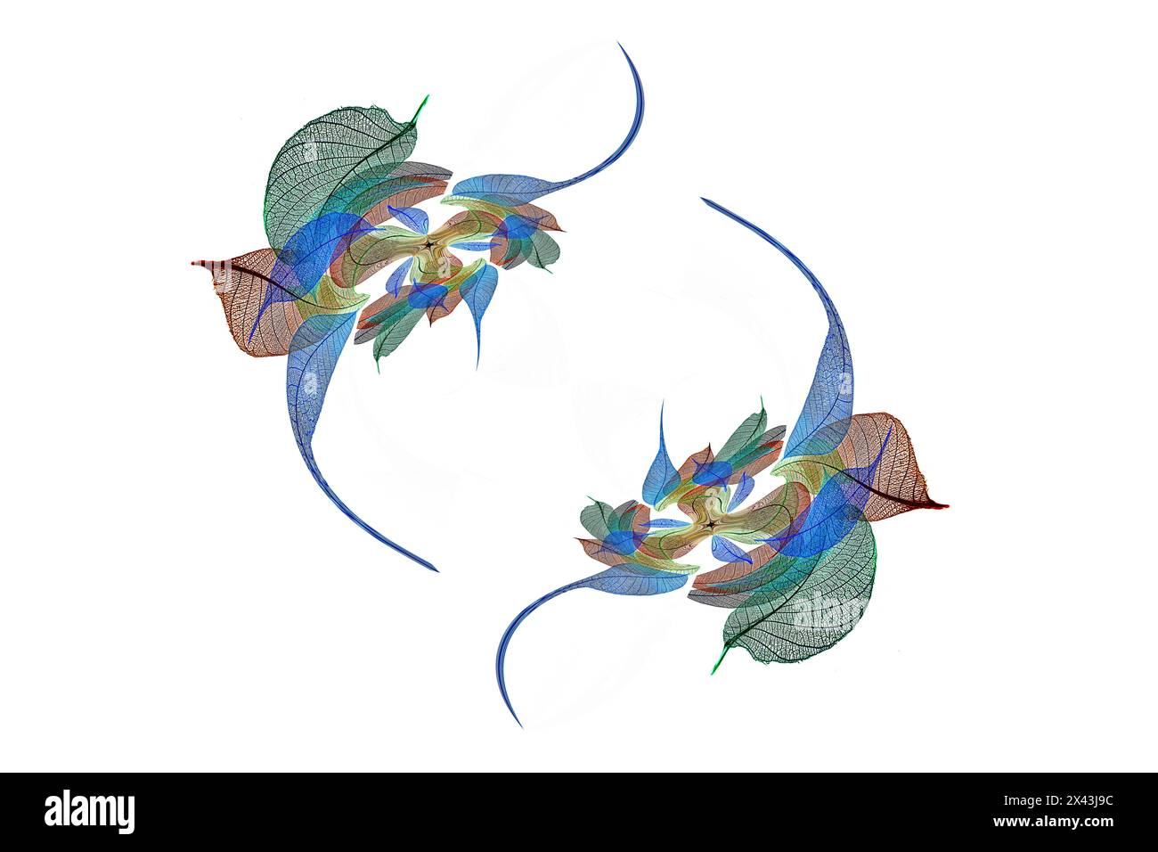 Multi-colored skeleton leaves arranged on white background Stock Photo ...