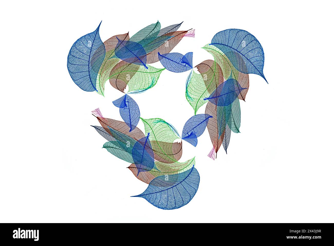 Multi-colored skeleton leaves arranged on white background Stock Photo ...