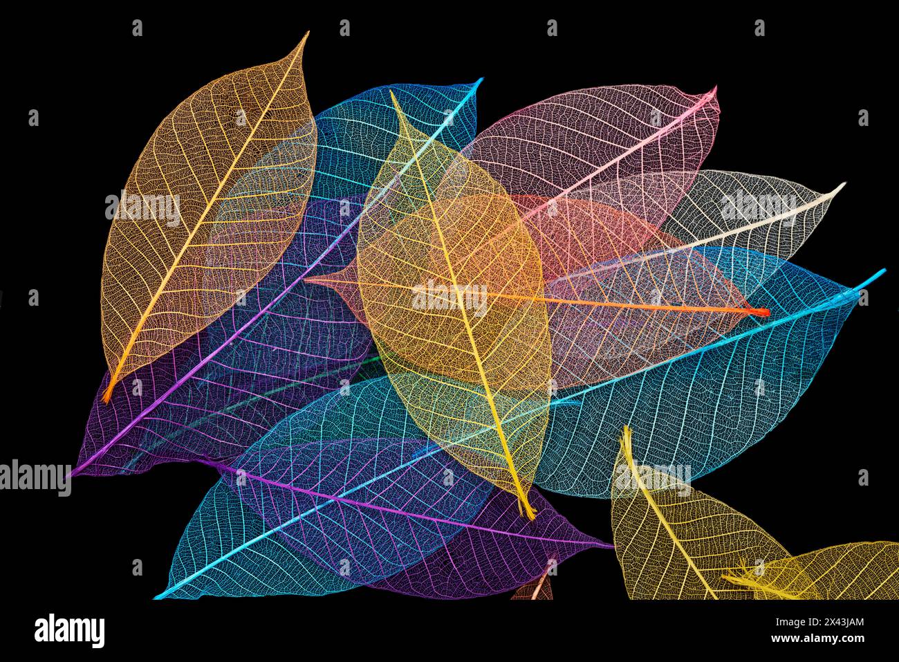 Multi-colored skeleton leaves arranged on black background Stock Photo ...