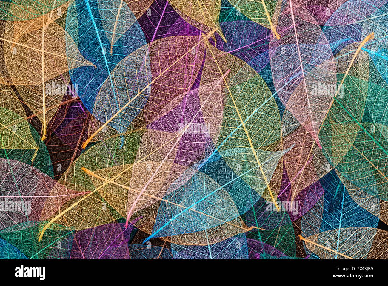 Multi-colored skeleton leaves arranged on black background Stock Photo ...