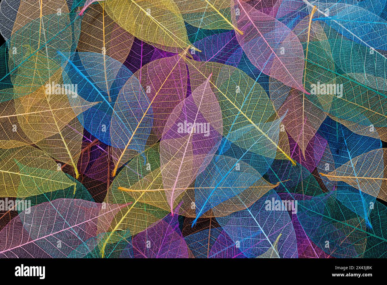 Multi-colored skeleton leaves arranged on black background Stock Photo ...