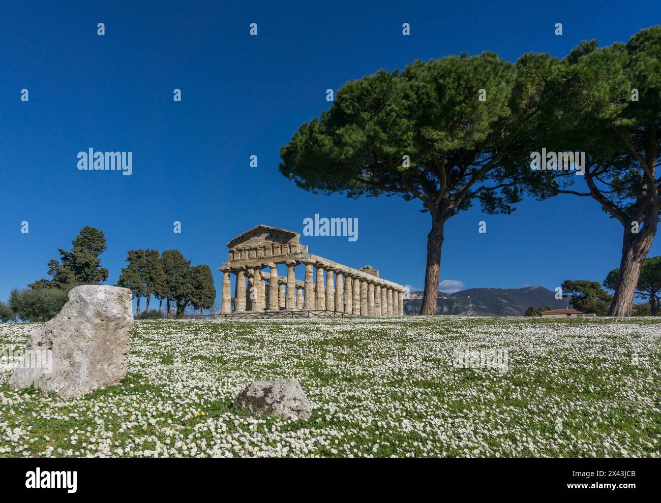 Temple of Athena also known as Temple of Ceres with blooming meadow at ...