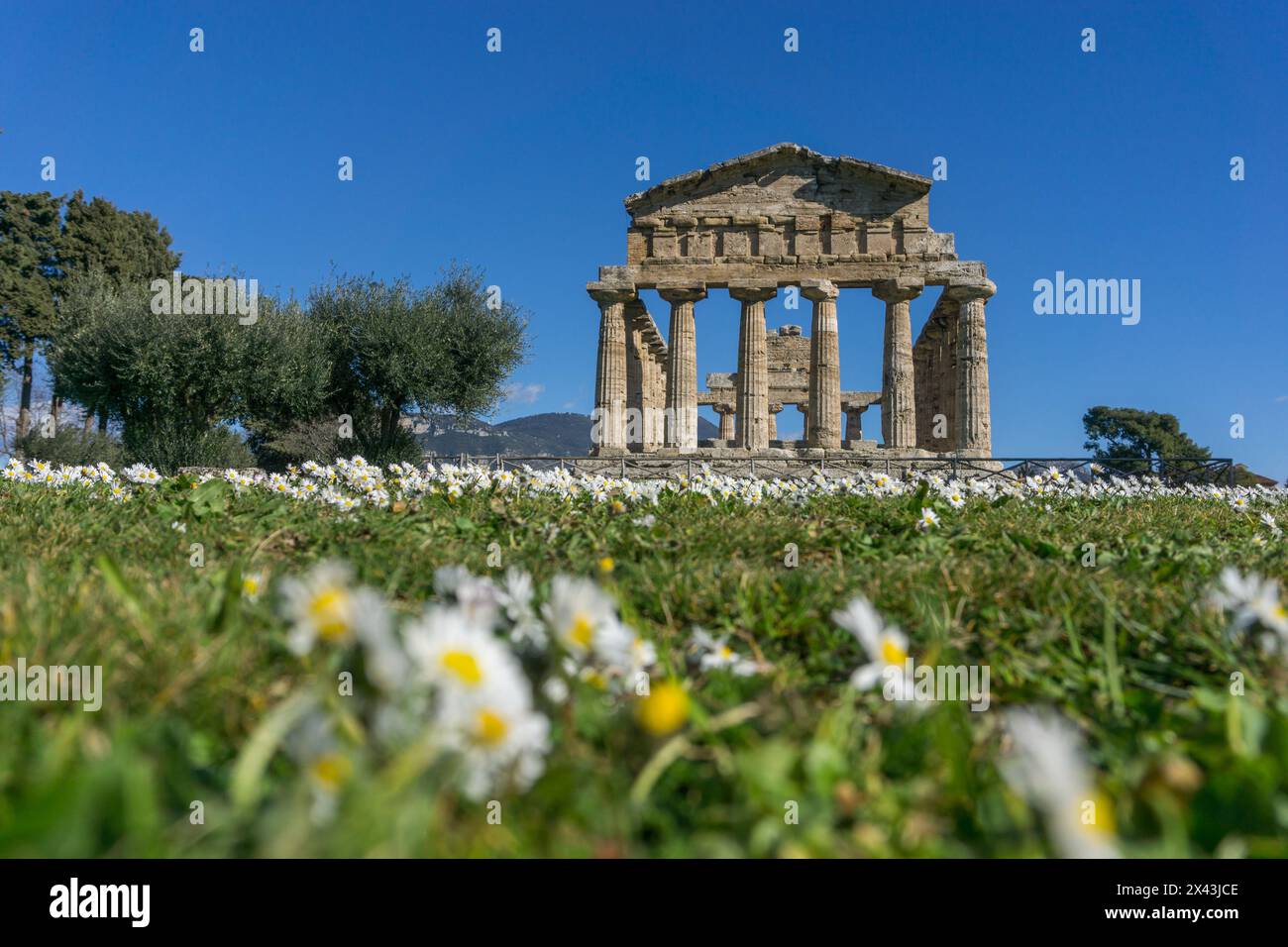 Temple of Athena also known as Temple of Ceres with blooming meadow at ...