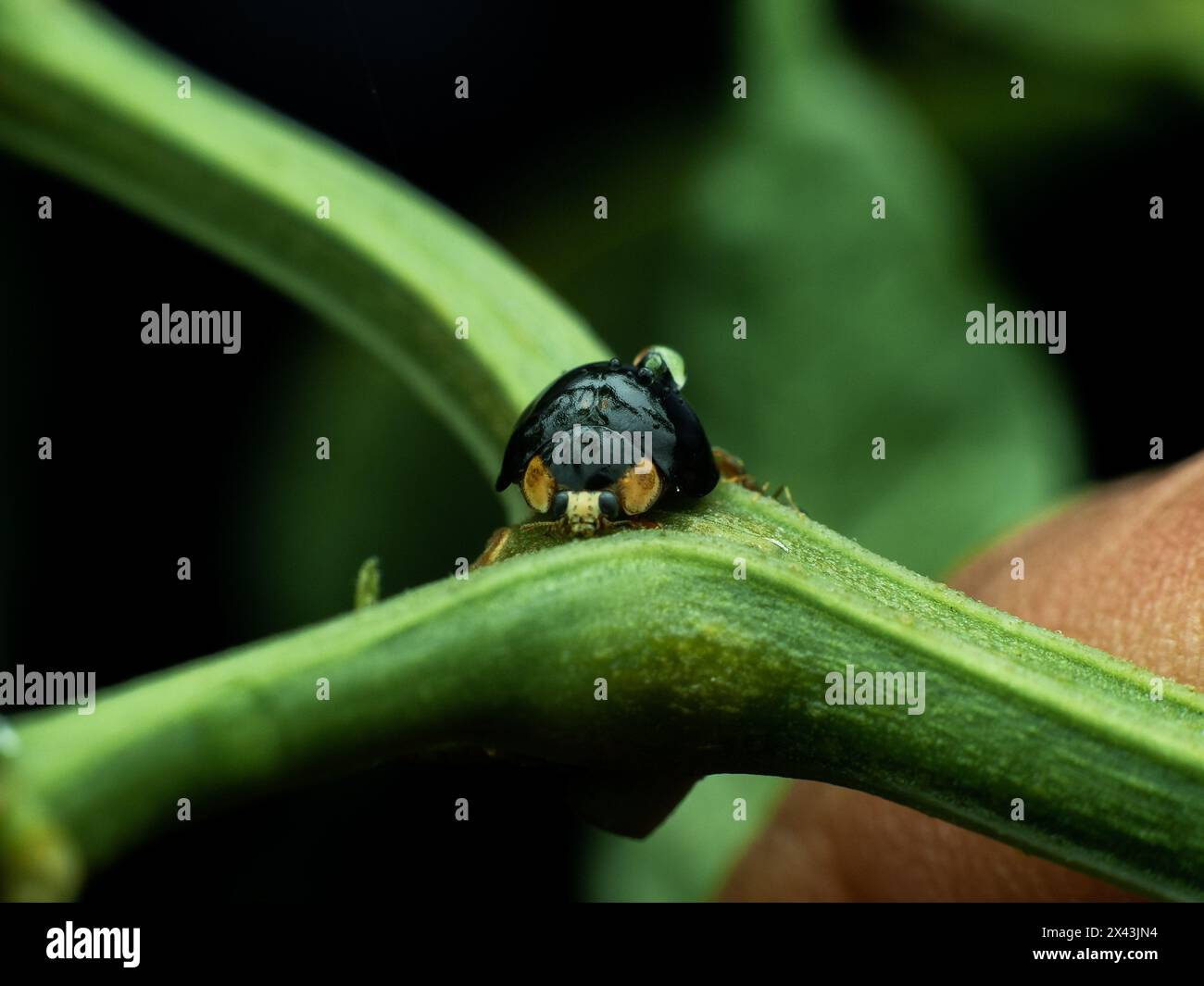 Black ladybird or black mealybug predator on a chili plant branch with ...