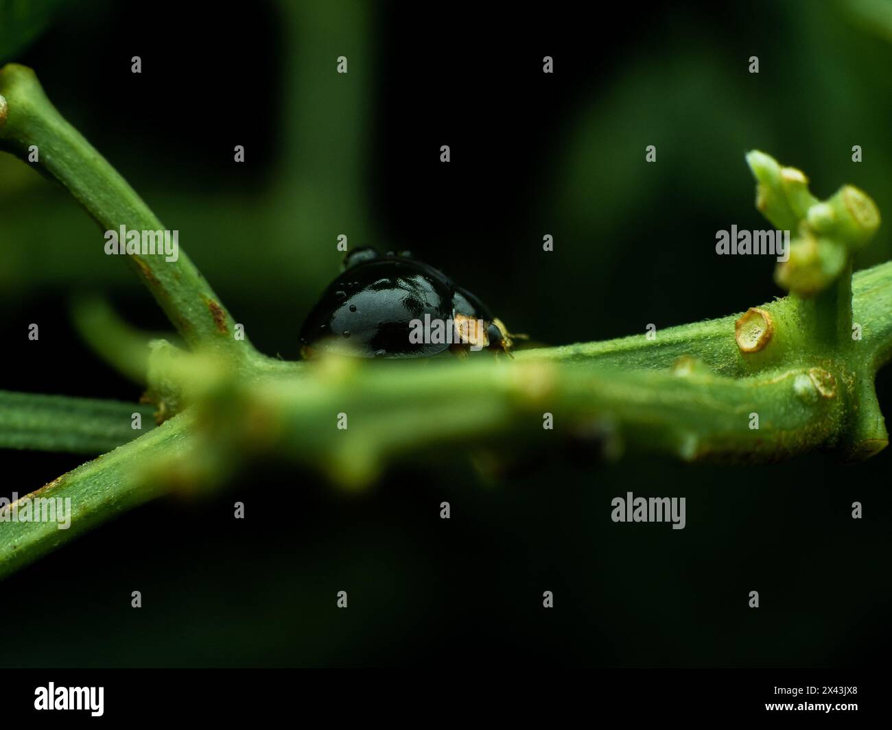 Black ladybird or black mealybug predator on a chili plant branch with ...
