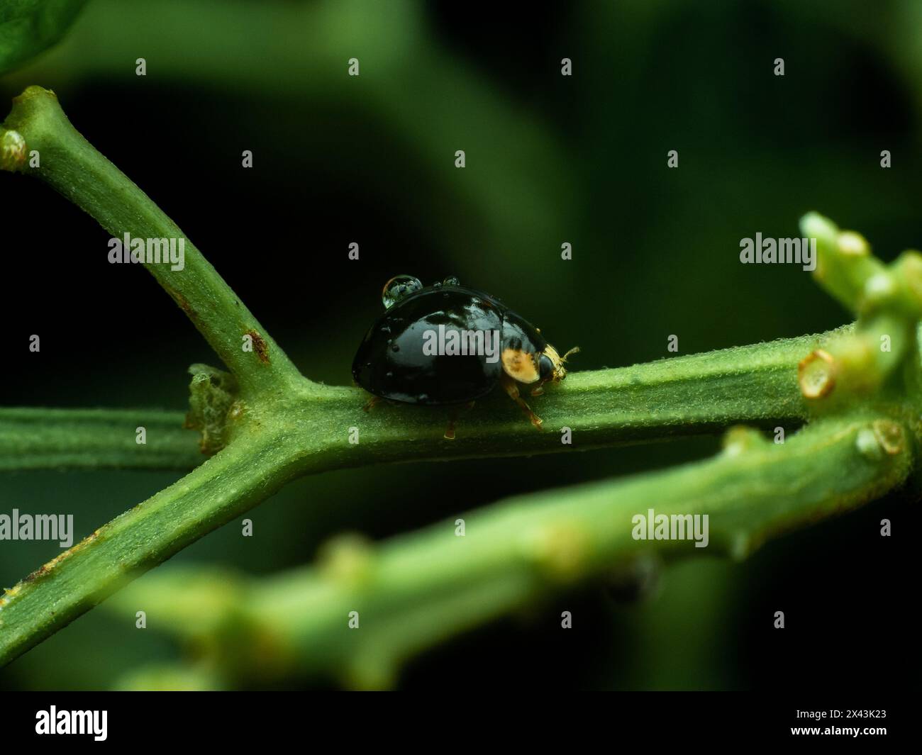 Black ladybird or black mealybug predator on a chili plant branch with ...