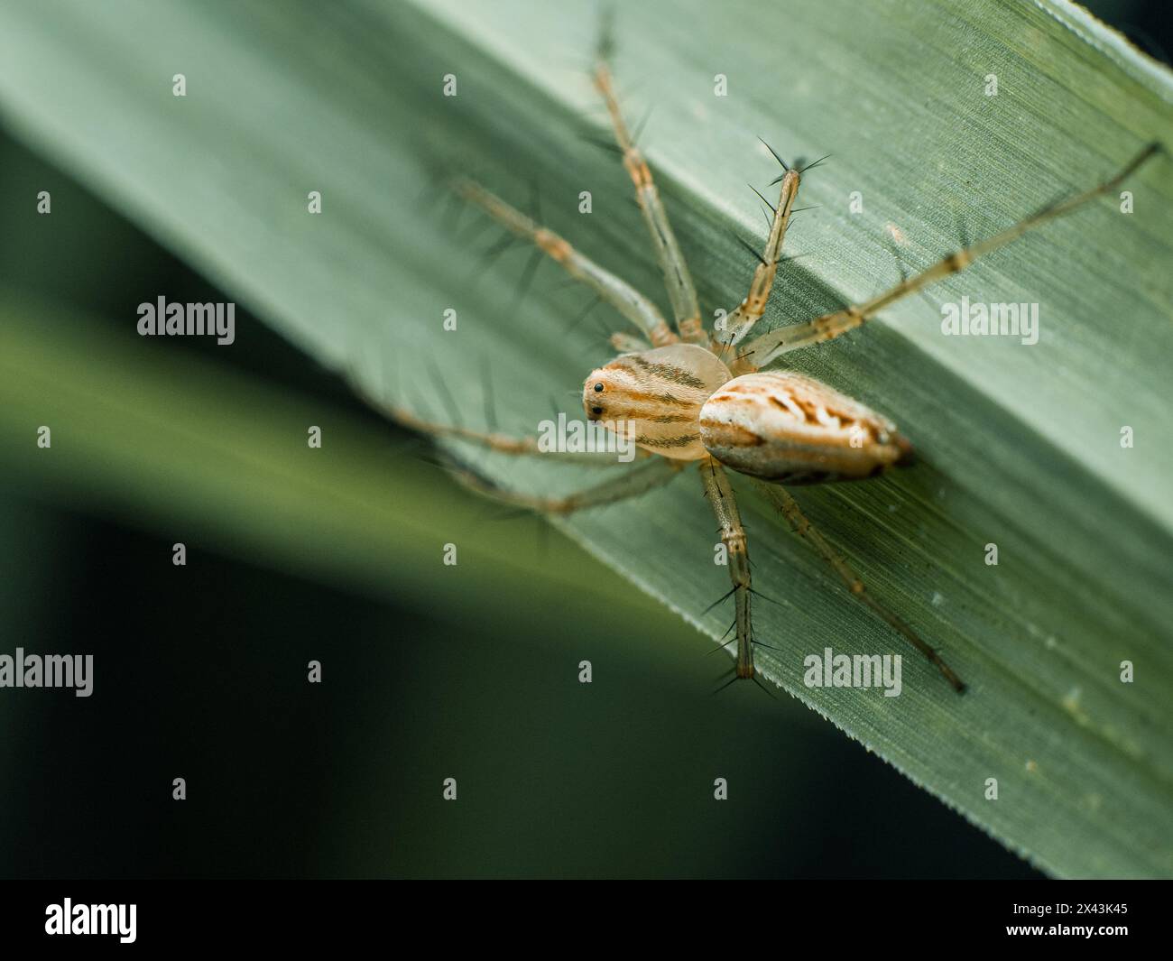 Hairy lynx spider hi-res stock photography and images - Alamy