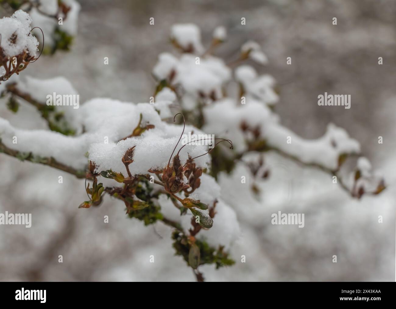 Walk along the Oos River, Baden Baden, Germany Stock Photo - Alamy