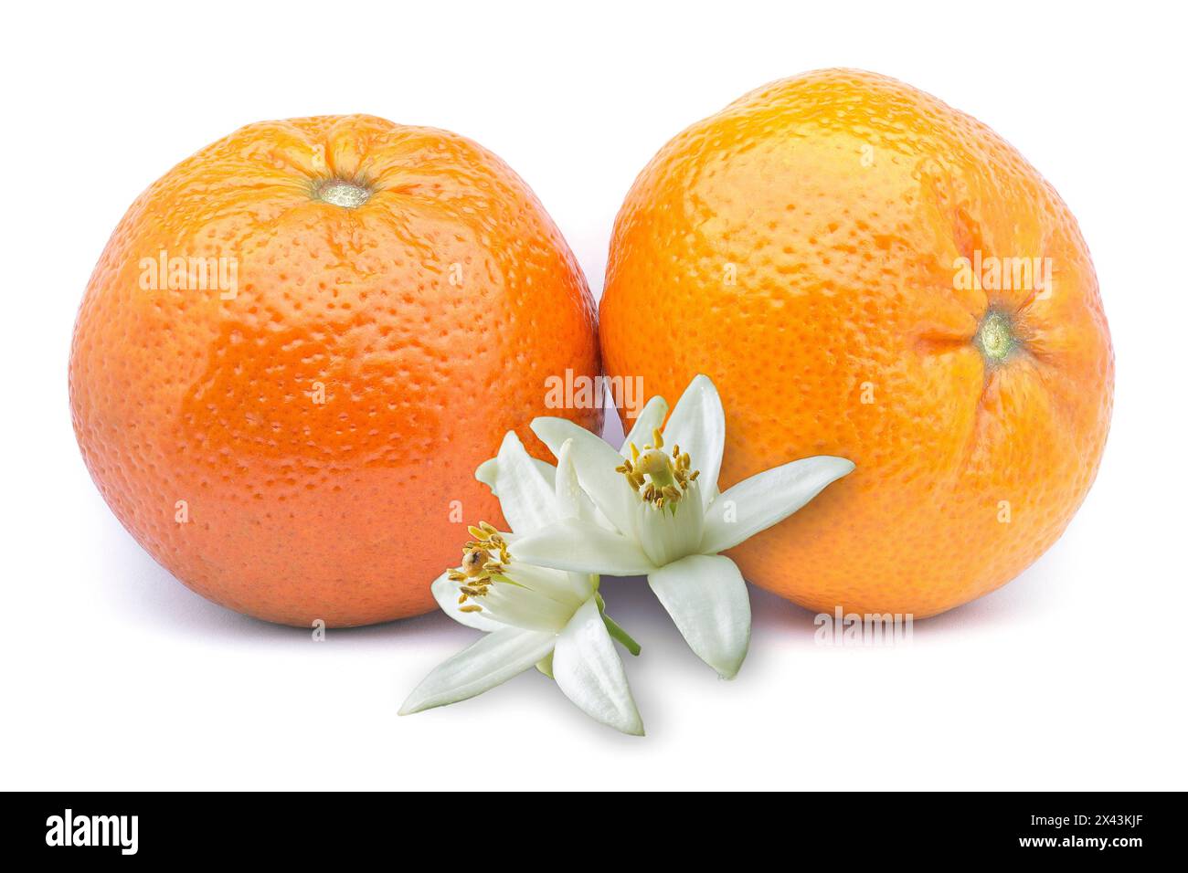 Mandarin (Citrus reticulata), Rutaceae. Also known as tangerines or ...