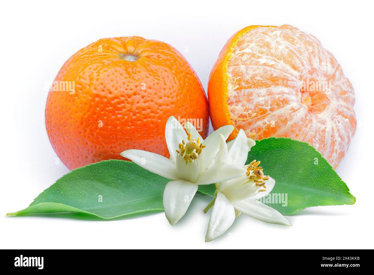 Mandarin (Citrus reticulata), Rutaceae. Also known as tangerines or ...