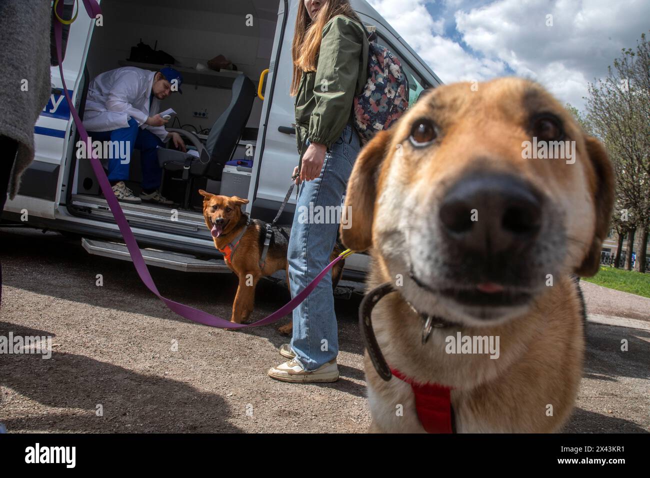Moscow, Russia. 28th of April, 2024. Dogs with their owners stand in ...