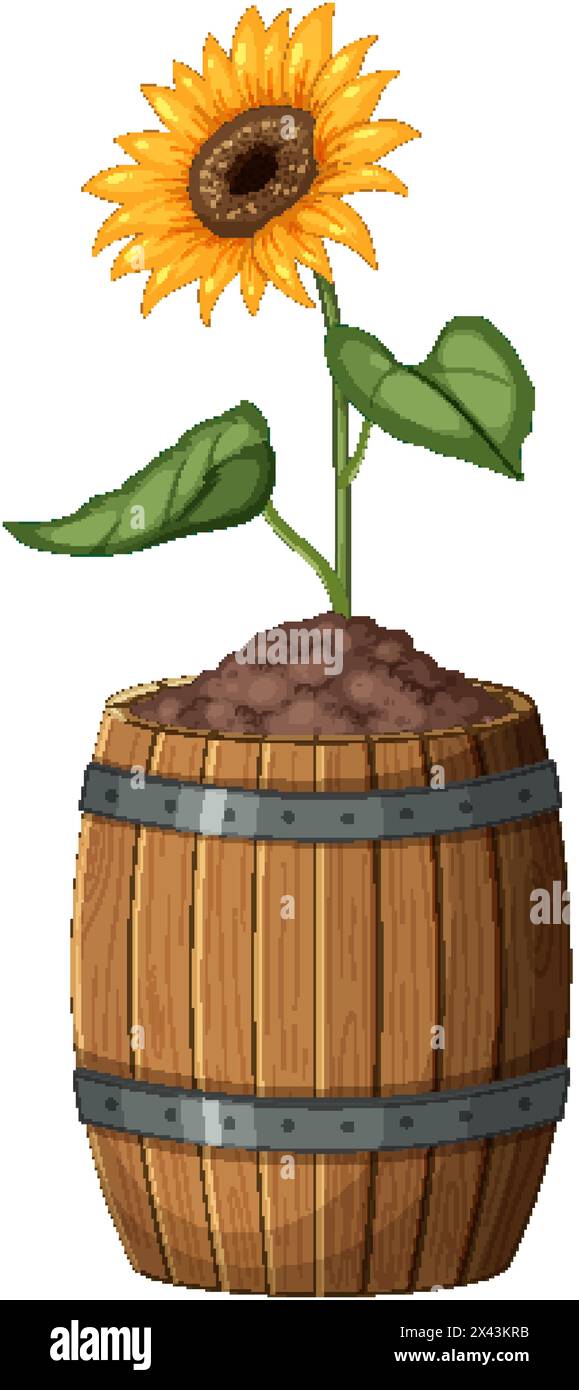 Vector illustration of a sunflower in a barrel Stock Vector Image & Art - Alamy