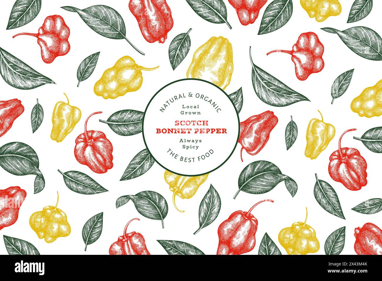 Hand drawn sketch style scotch bonnet pepper banner. Organic fresh ...