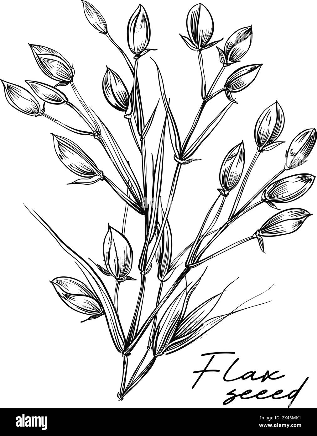 Flax seed vector vectors Stock Vector Images - Alamy