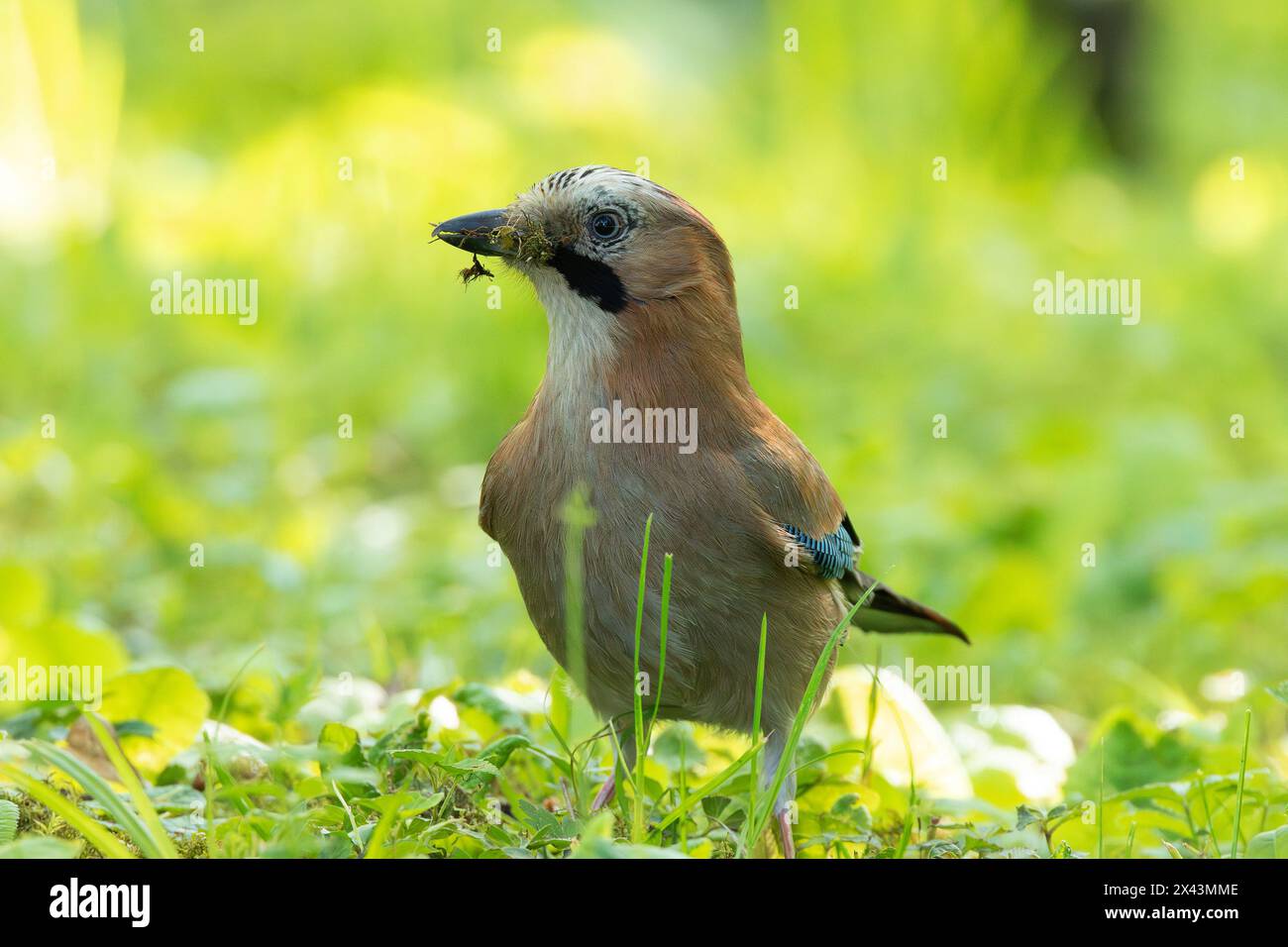 european common jay gathering material for nesting in an urban park ...