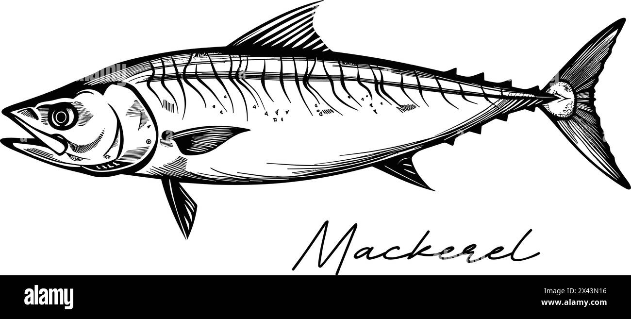 Mackerel line drawing Cut Out Stock Images & Pictures - Alamy