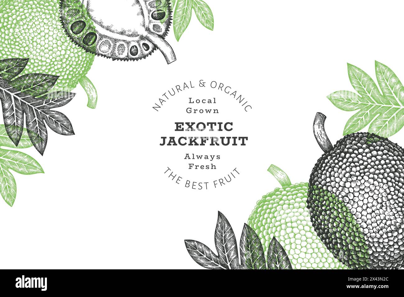 Hand drawn sketch style jackfruit banner. Organic fresh fruit vector illustration. Retro ...