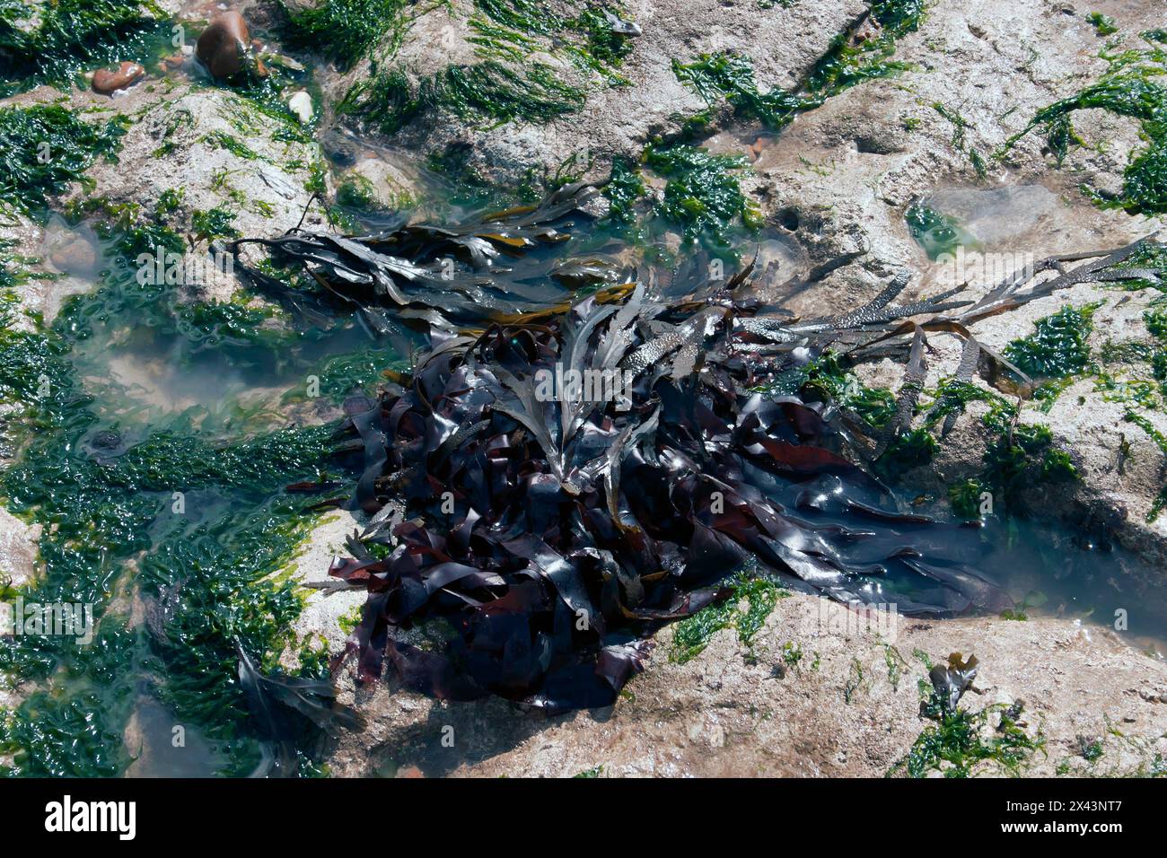 Close-up of Seaweed and rock-pools, on the beach at Oldstairs Bay ...