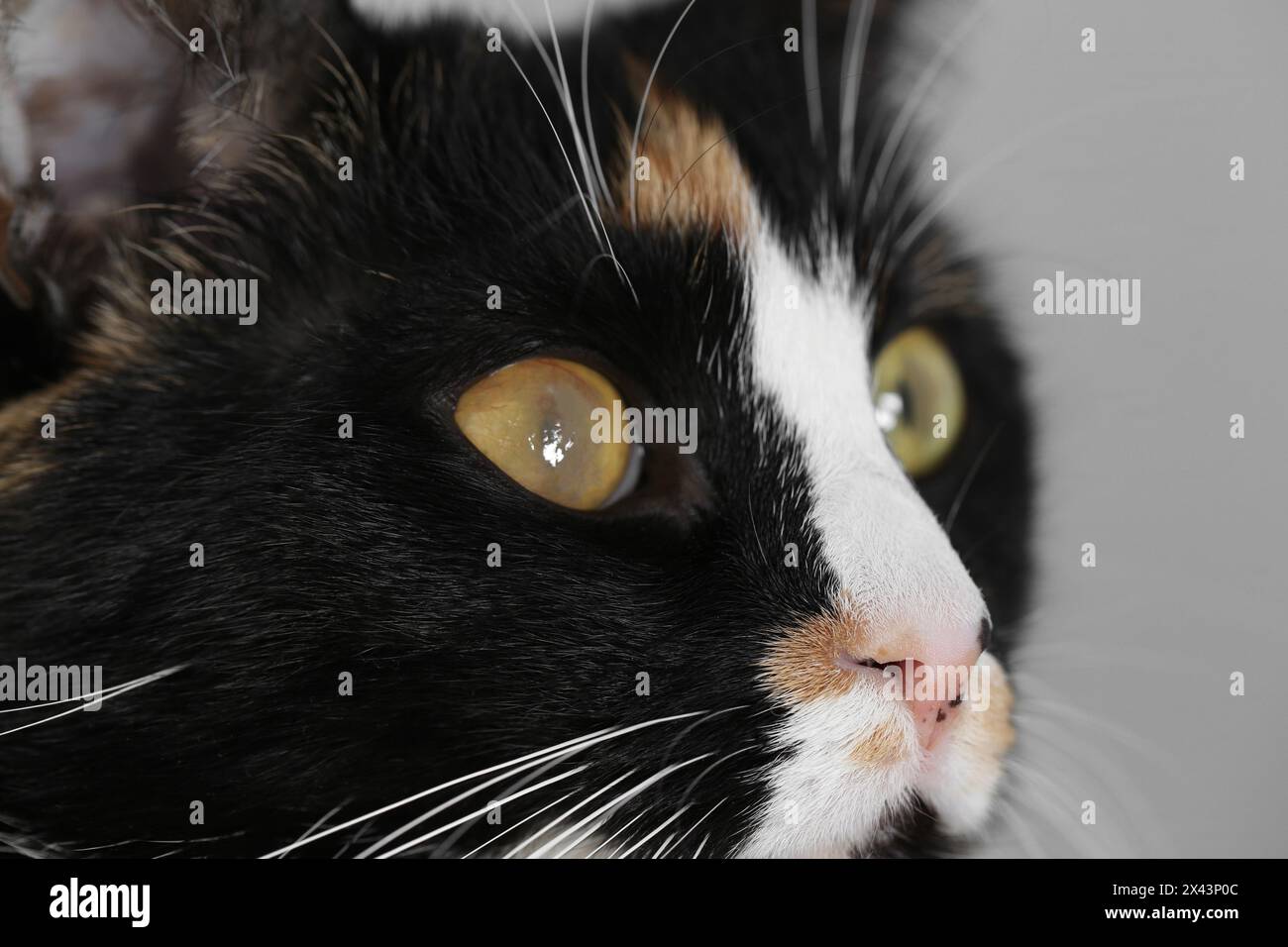 Cute cat with corneal opacity in eye on light grey background, closeup ...