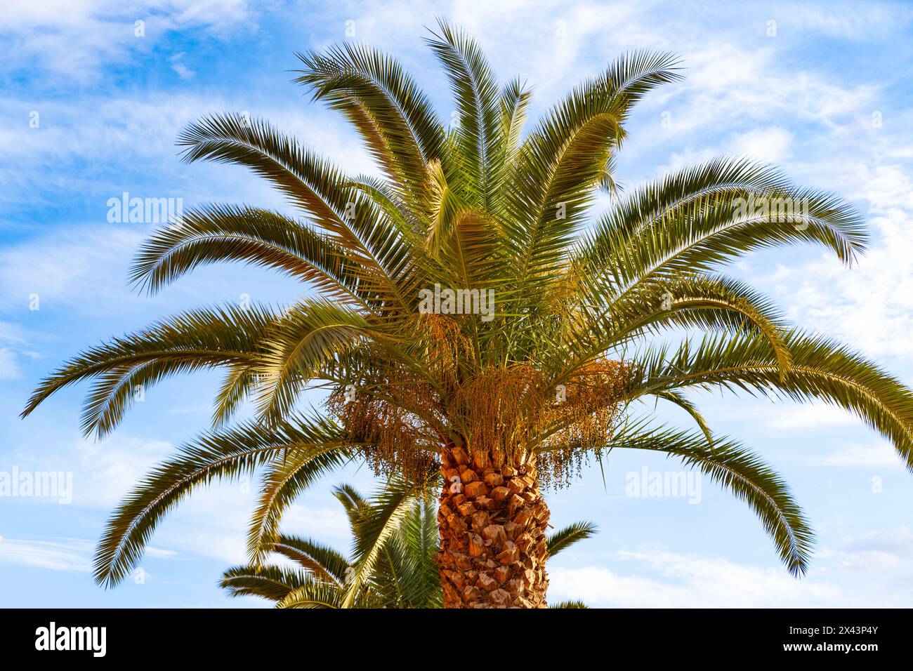 exotic leaves luxurious young date palm tree Phoenix dactylifera ...