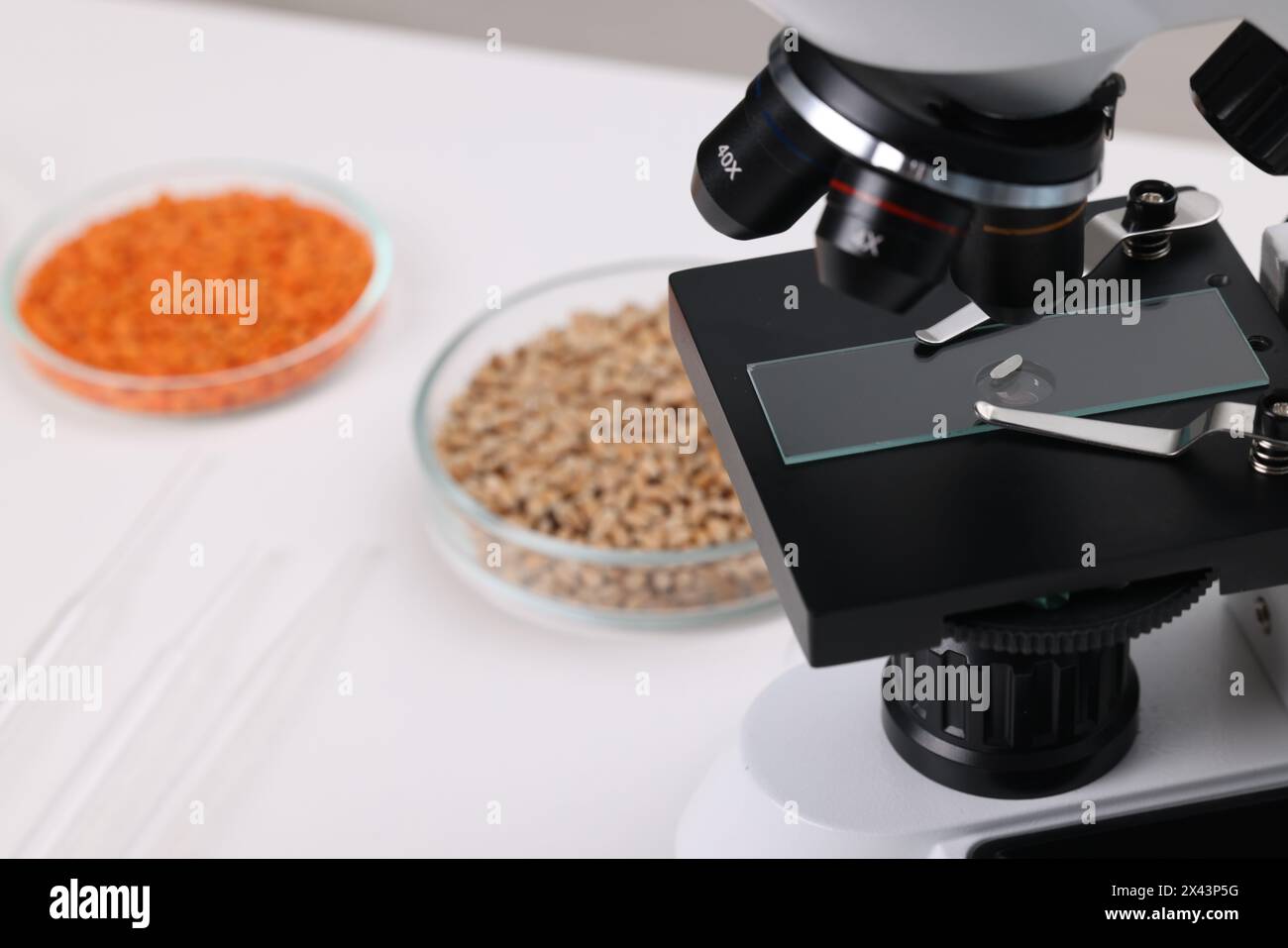 Food quality control. Glass slide with rice grain under microscope on ...