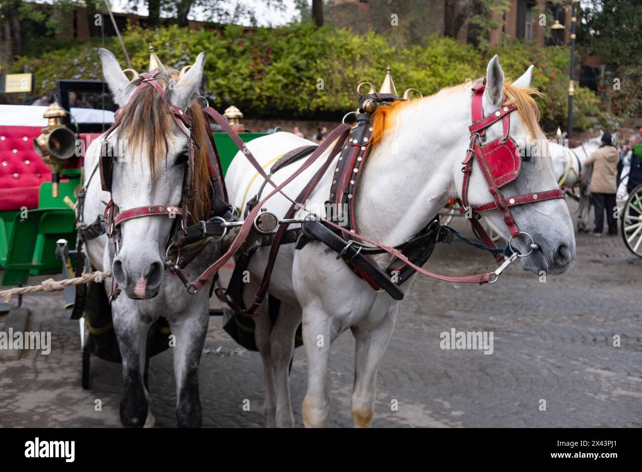 Tourists and locals ride in horse-drawn carriages through vibrant ...