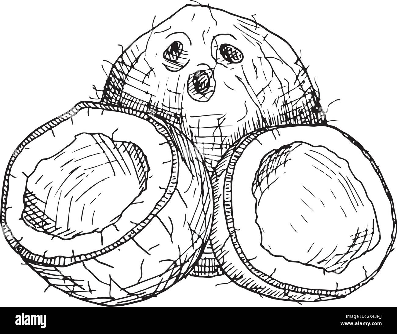 Hand drawn coconuts in engraving style. Painted by black inks on ...