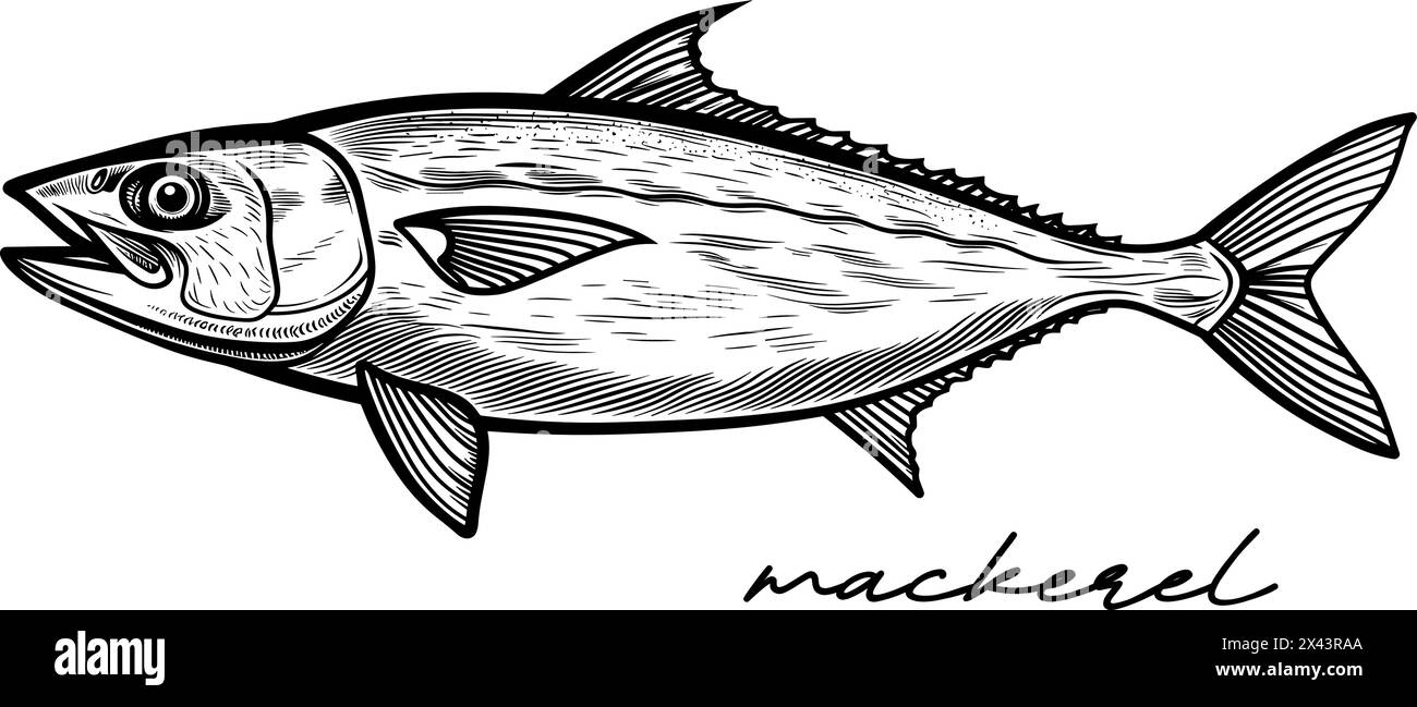 Mackerel line drawing Cut Out Stock Images & Pictures - Alamy