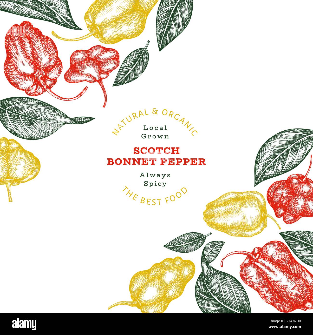 Hand drawn sketch style scotch bonnet pepper banner. Organic fresh ...