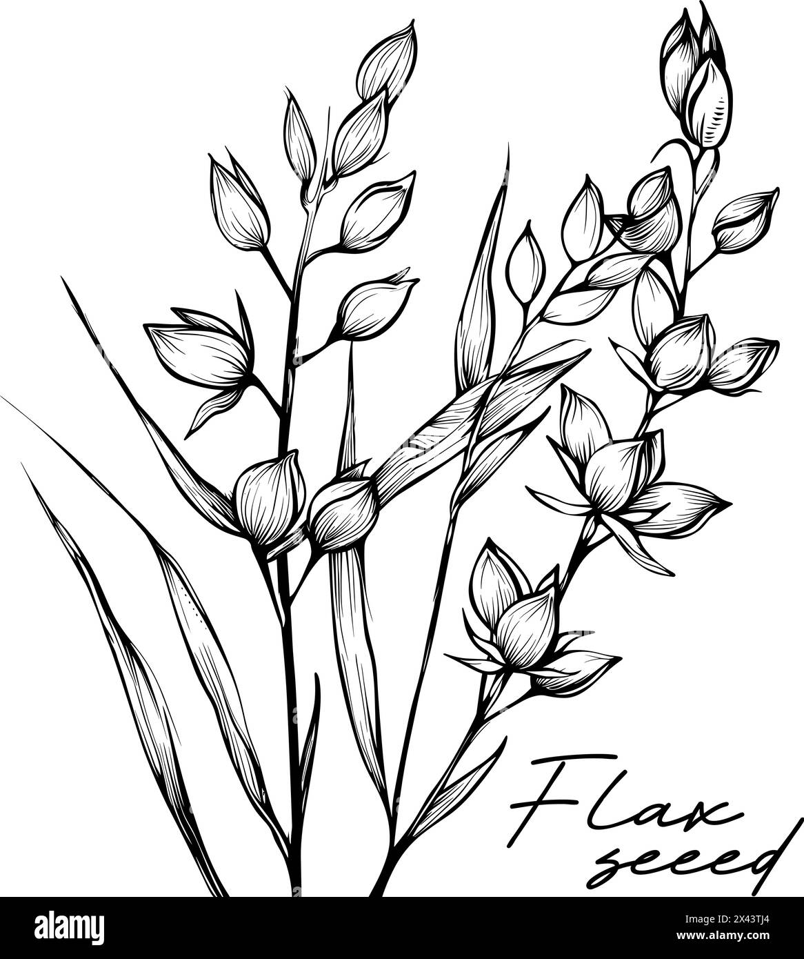 Flax seed vector vectors Stock Vector Images - Alamy
