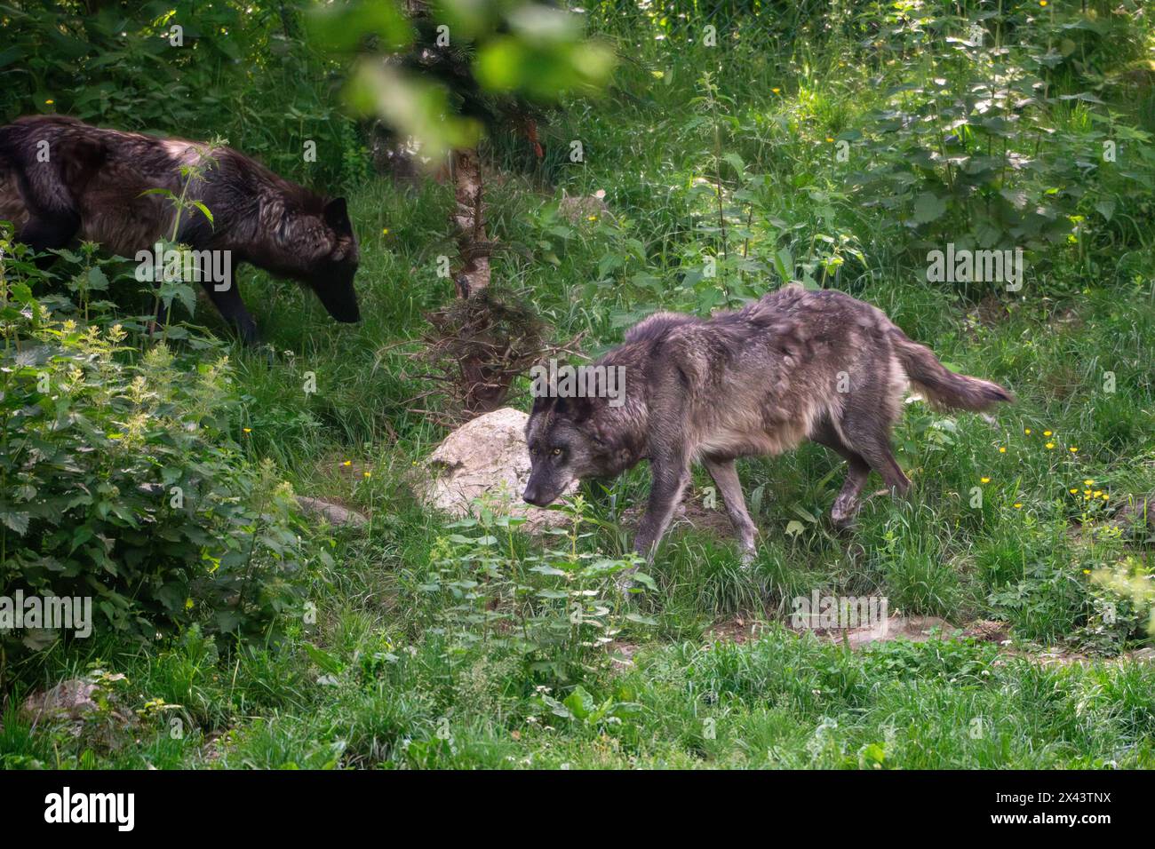 Canadian timber wolf Stock Photo - Alamy