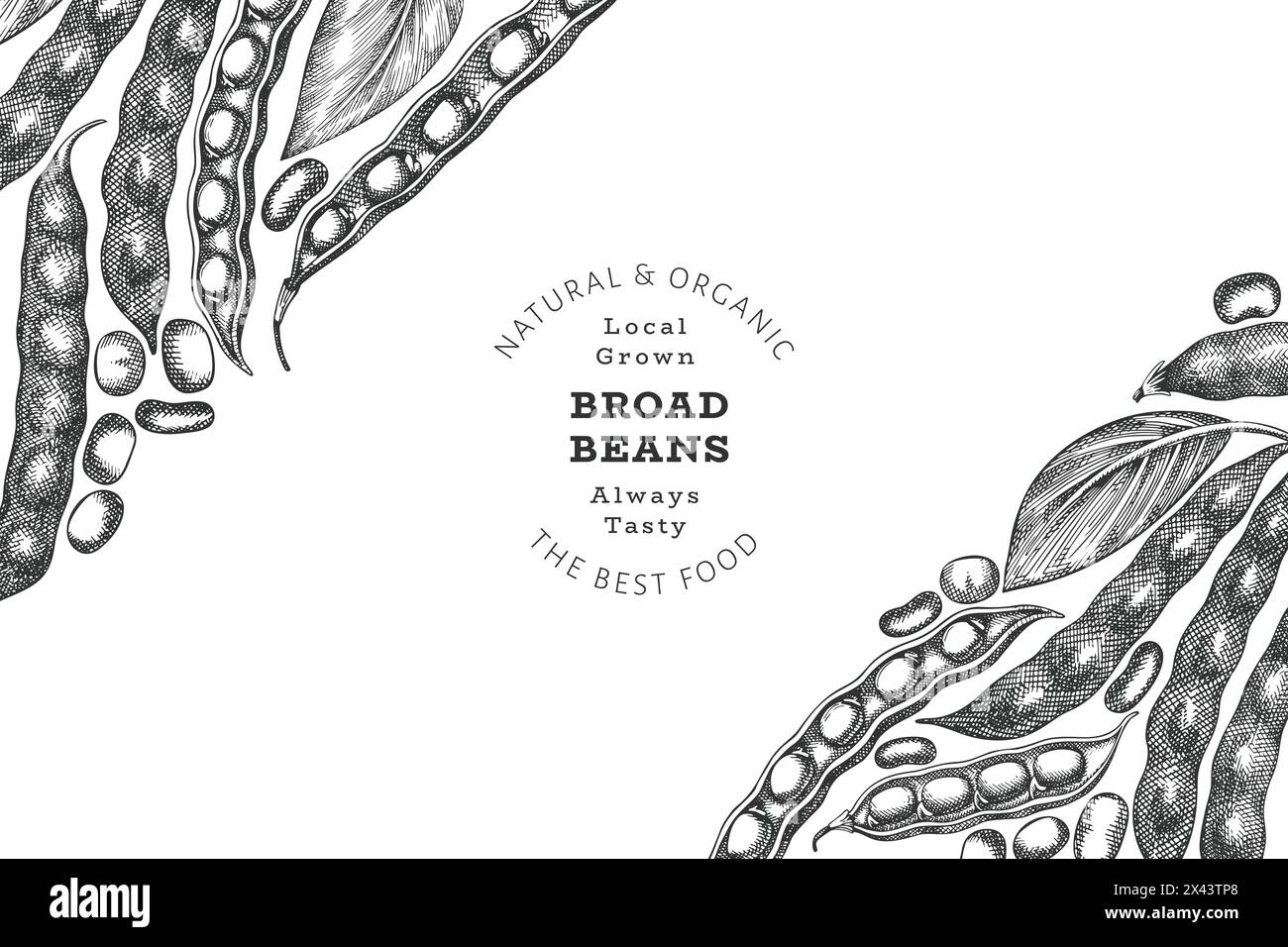 Hand drawn broad beans design template. Organic fresh food vector ...