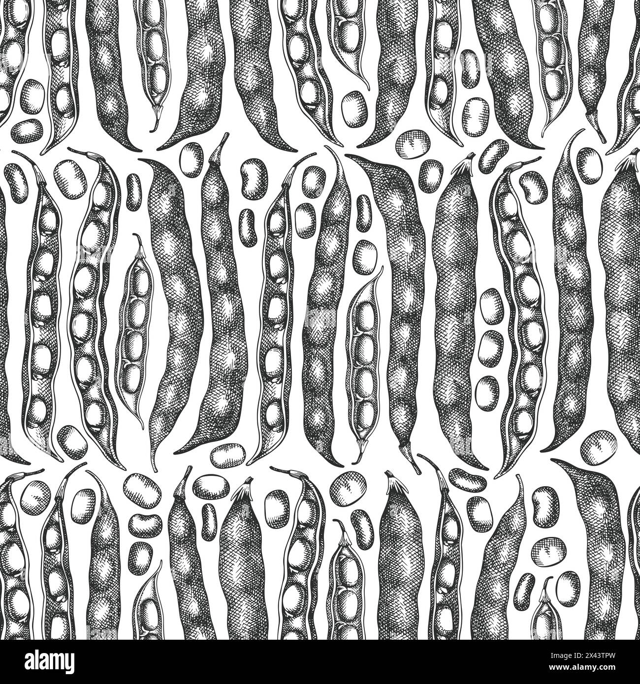 Broad beans garden Stock Vector Images - Alamy