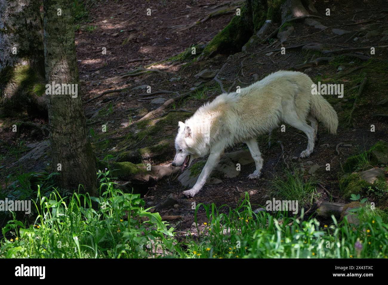 Canine parvovirus hi-res stock photography and images - Alamy