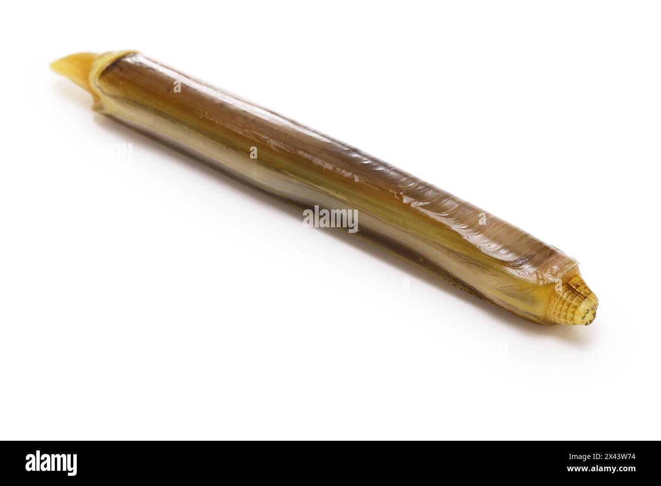 razor clam isolated on white background Stock Photo - Alamy