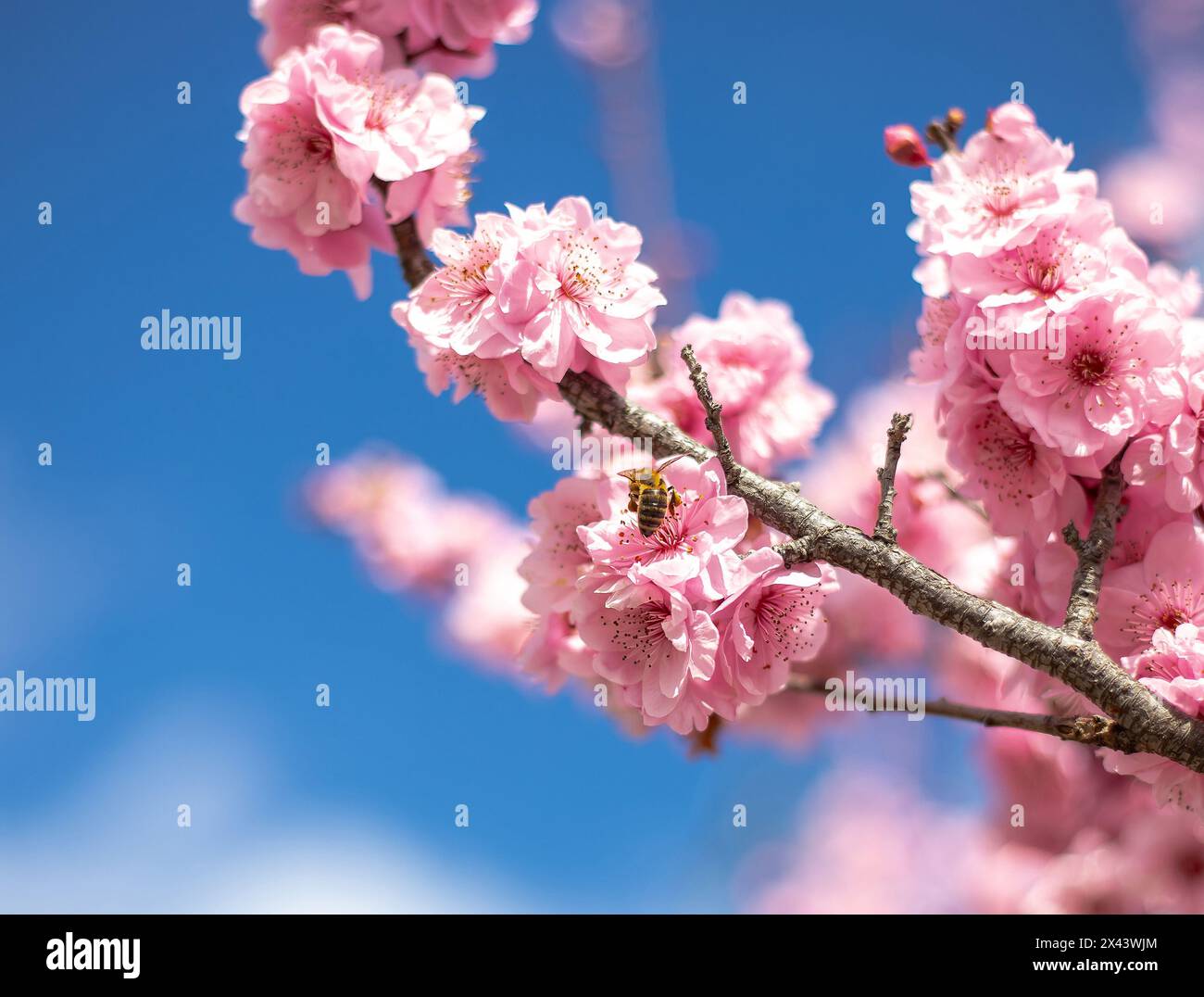 Bee set on a blooming cherry tree branch with pink flowers picking ...