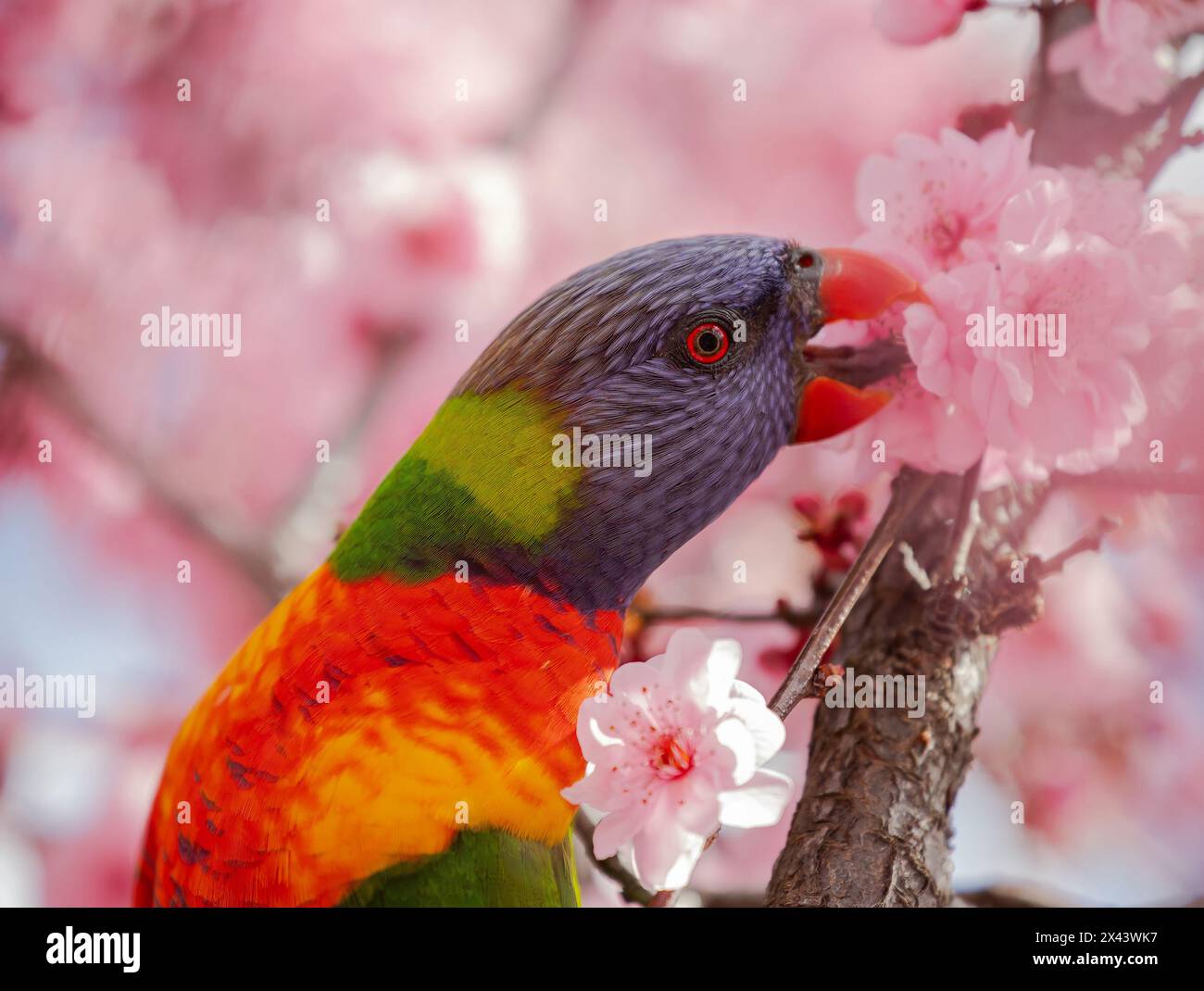 Bright multi-coloured lorikeet parrot sits on a branch of an cherry ...