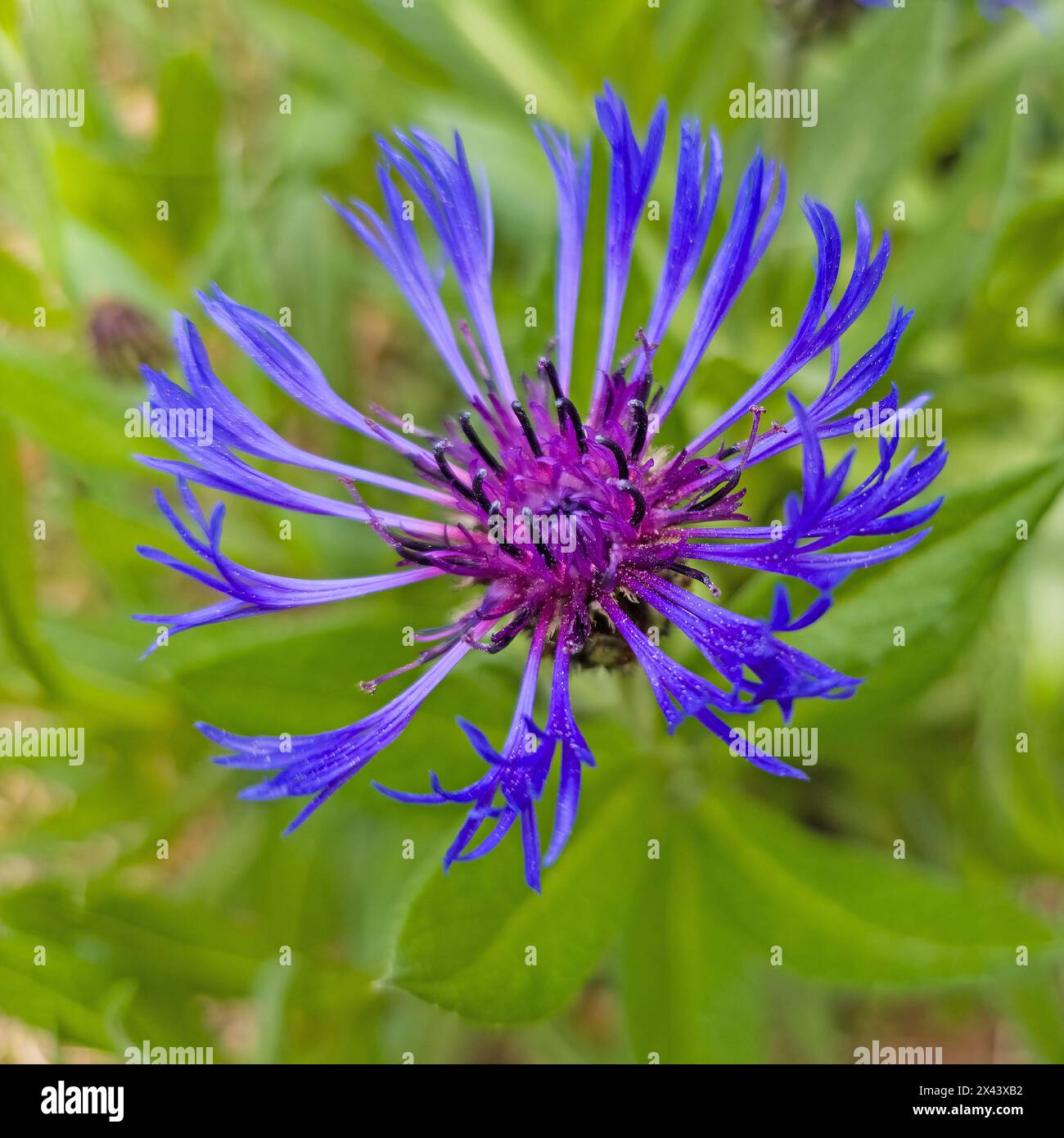 Blooming mountain knapweed, Cyanus montanus Stock Photo - Alamy