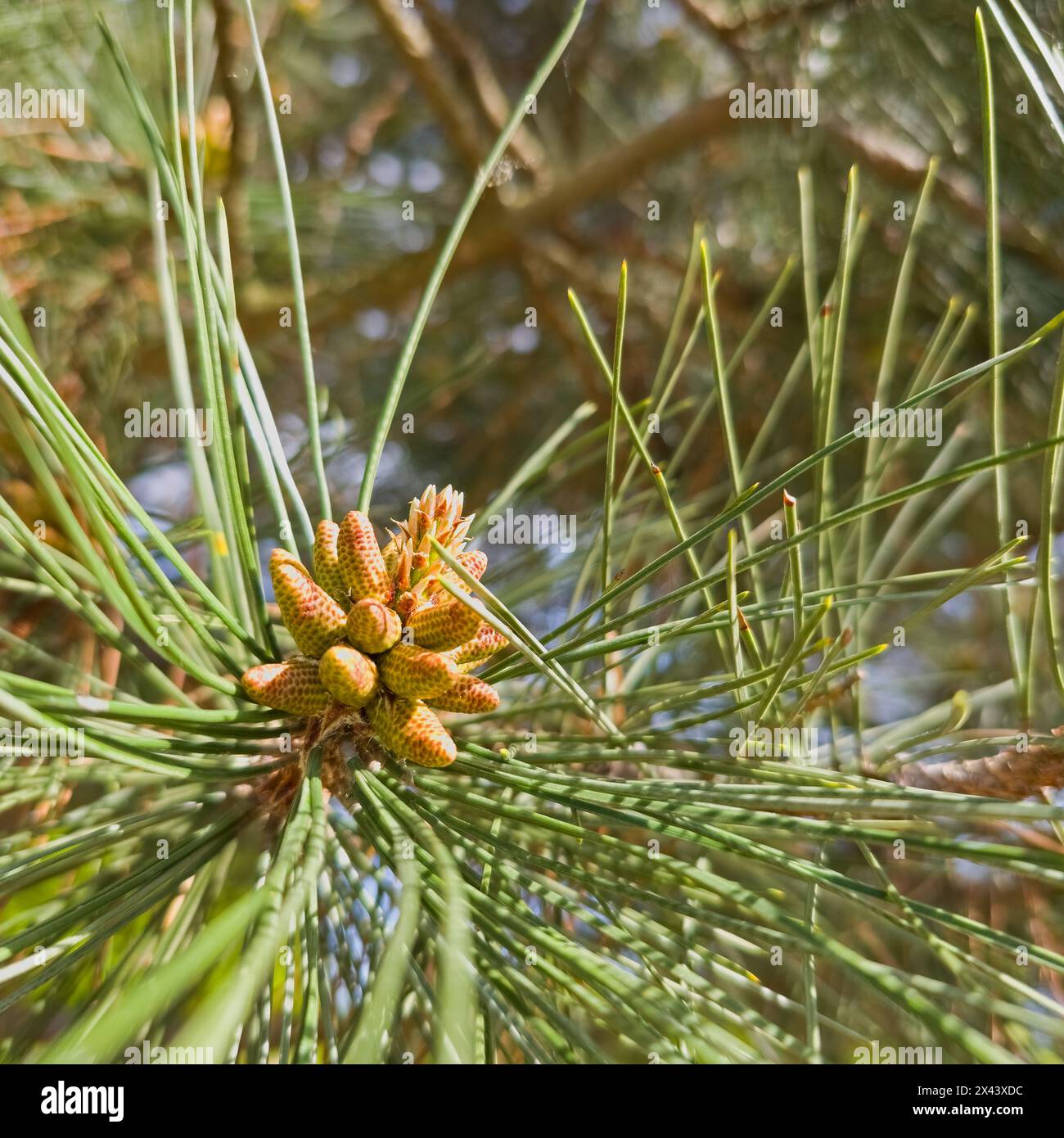 Mountain pine pinus mugo male cones hi-res stock photography and images ...