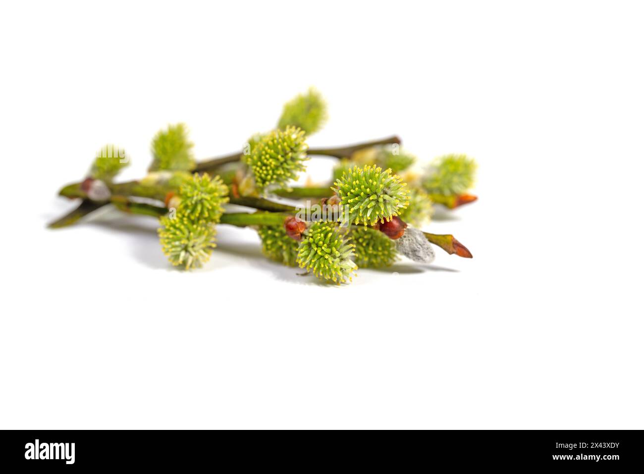 Female flowers of the sage willow, Salix caprea, in front of a white ...